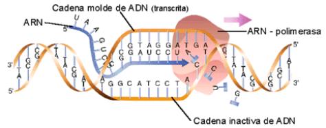 Arn polimerasa i; ARN Polimerasa I ADN-Dependiente