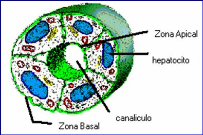 Canalículos biliares