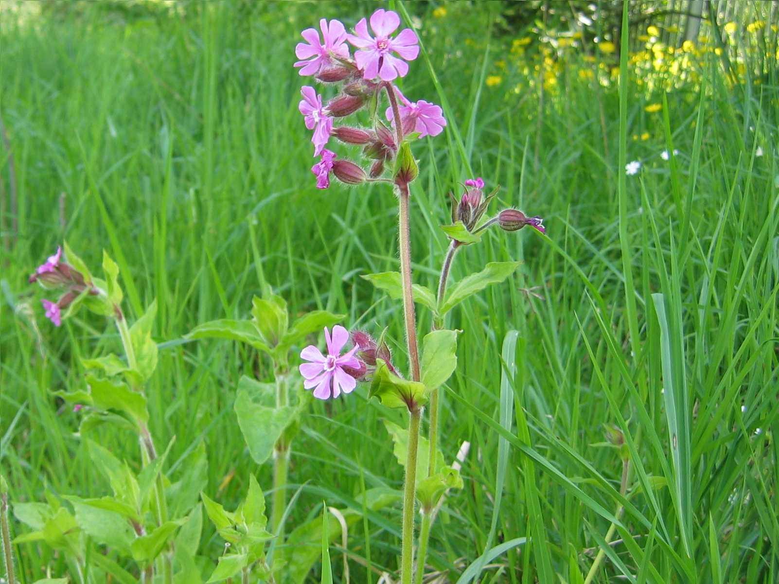 Red Campion