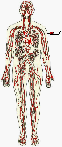 Respirocytes can be injected directly into the bloodstream.