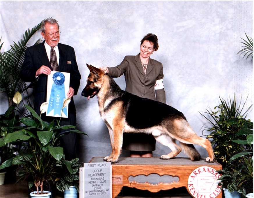 K-Run Kennels - Tyson the German Shepherd Dog